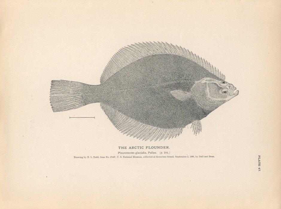 Searching for the Flounder | Lypophrenia