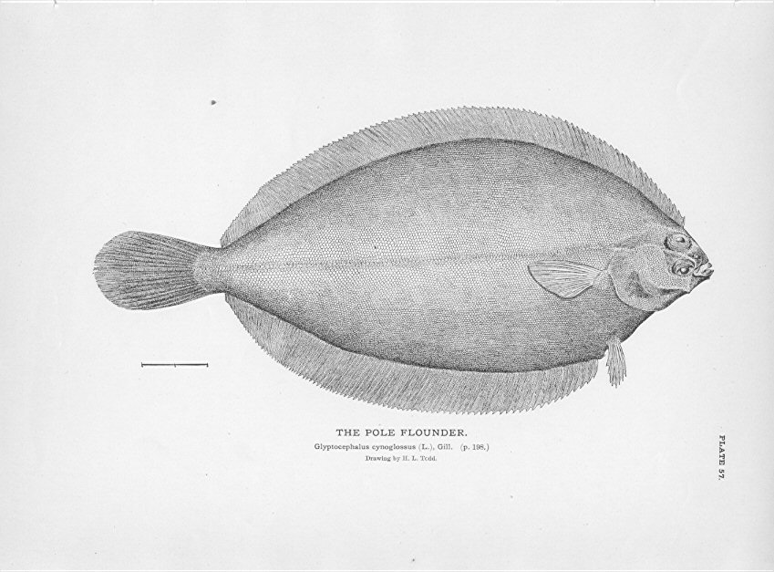 Searching for the Flounder | Lypophrenia